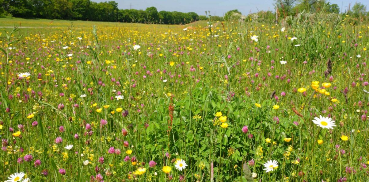 The Barrasford Bs - Hadrian's Wall 1900